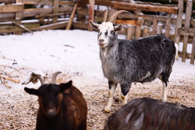 A Group of Three Goats Standing Together Stock Image - Image of goat ...