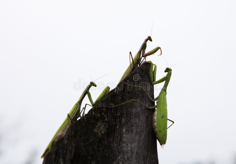 Three Mantises on the Fence. Stock Photo - Image of mantis, antenna ...