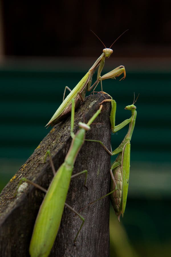 Three Mantises on the Fence. Stock Photo - Image of antenna, wildlife ...