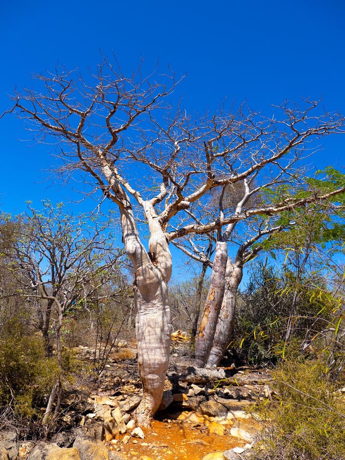 Group of Three Leafless Baobabs Tsimanampetsotsa National Park ...
