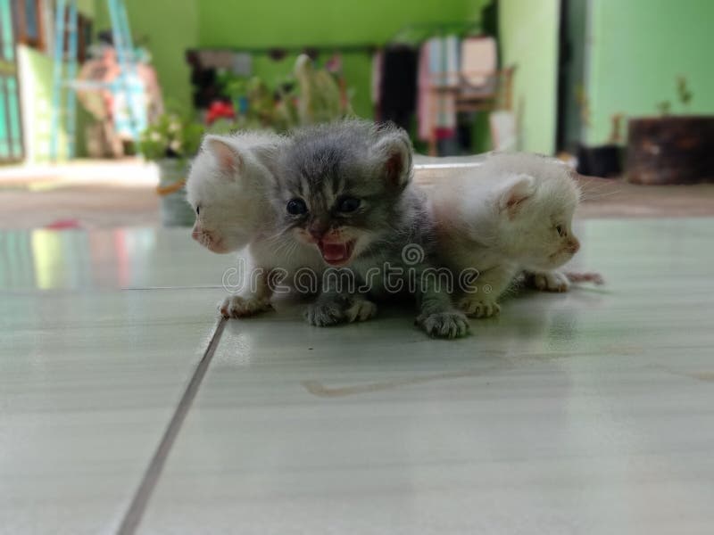 Group of three little cats stock photo. Image of group - 248967744