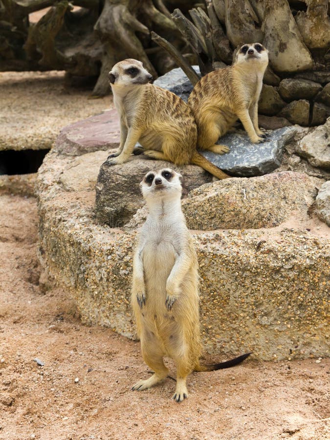 Group of Three Meerkat Animal Stock Photo - Image of cute, safari: 25140010