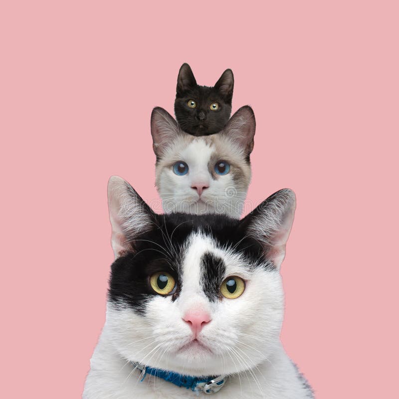 Group of Three Metis Cat Heads One Above Others on Pink Background ...
