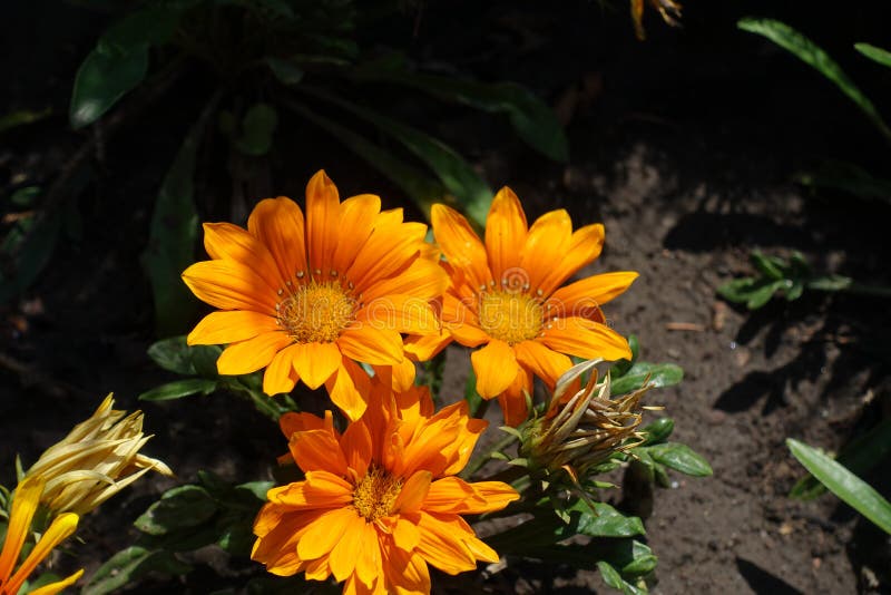 Group of Three Orange Flowers of Gazania Rigens Stock Photo - Image of ...