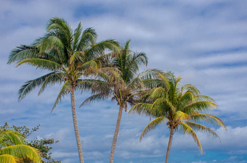 Group of three palm trees stock image. Image of outdoor - 110825591