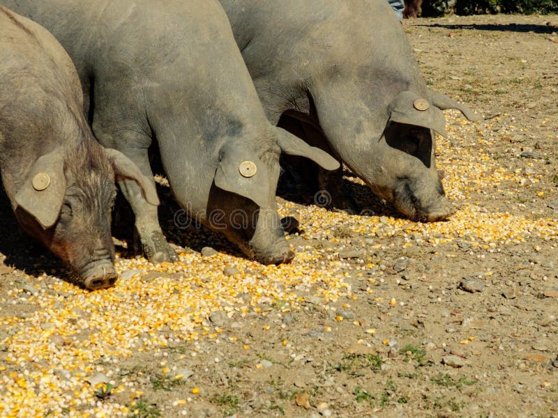 Pigs Dig the Ground with Their Snouts Stock Image - Image of animal ...