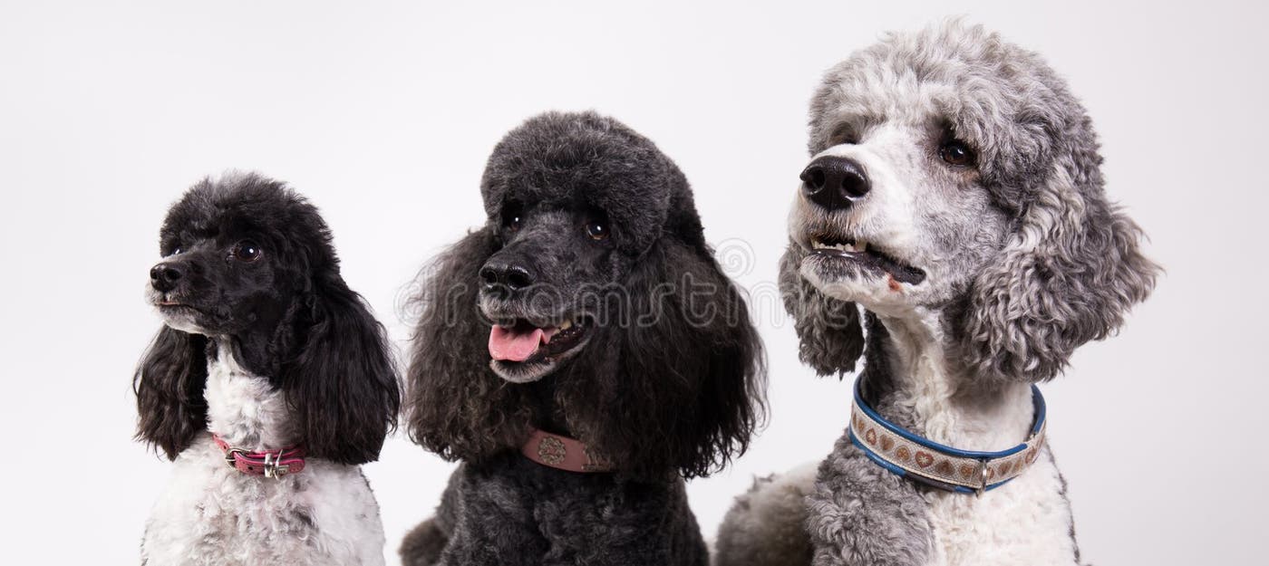 2,304 Poodles Stock Photos - Free & Royalty-Free Stock Photos from ...