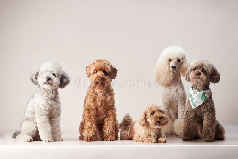 Group of Three Poodles Sitting Together Stock Image - Image of group ...