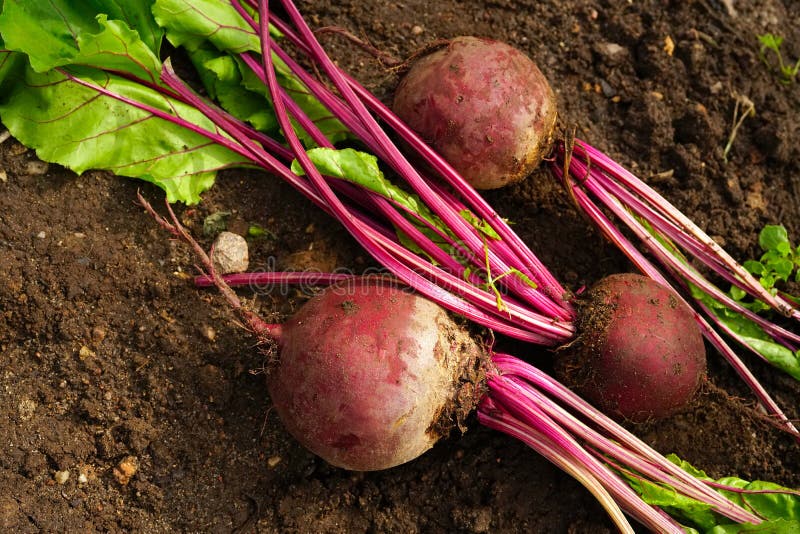 Group of Three Red Beet Roots with Green Leaves on the Background of ...