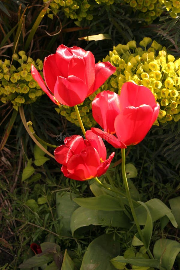 Three red tulips growing stock photo. Image of bloom - 197869162