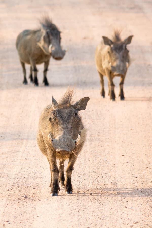 Two Warthogs Running Away With Tails Errect Stock Photo - Image of ...