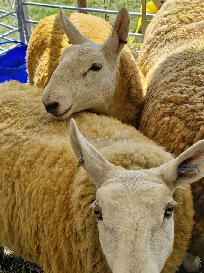 A Group of Three Sheep Two with Pretty Faces Stock Photo - Image of ...