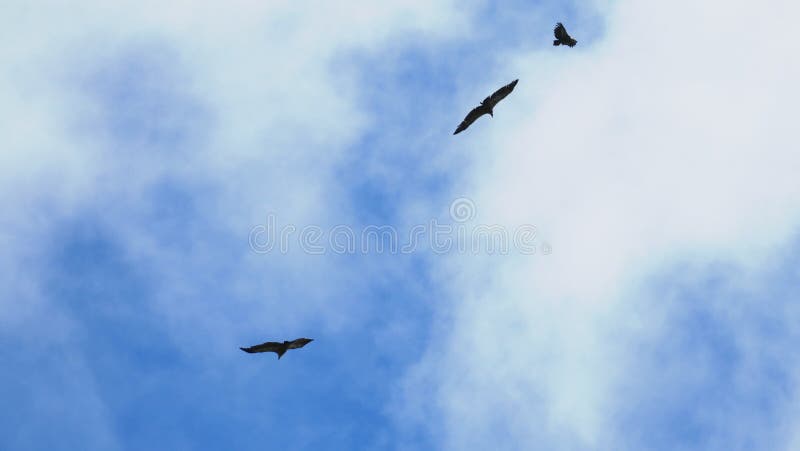 Group of Three Small Falcons Flying Together Stock Image - Image of ...