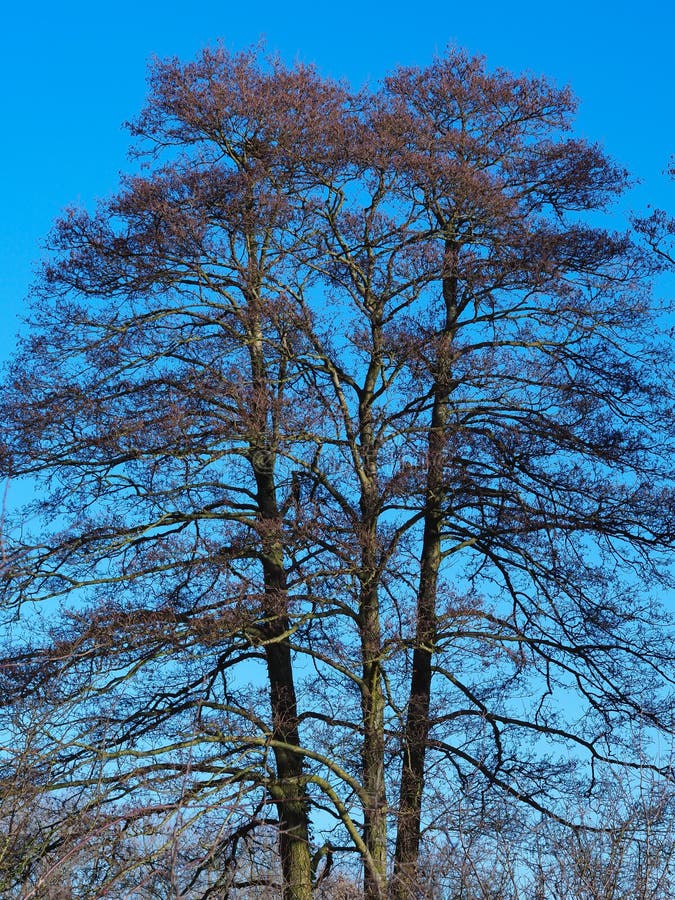 Group of Three Tall Trees in Winter with a Clear Blue Sky Stock Photo ...
