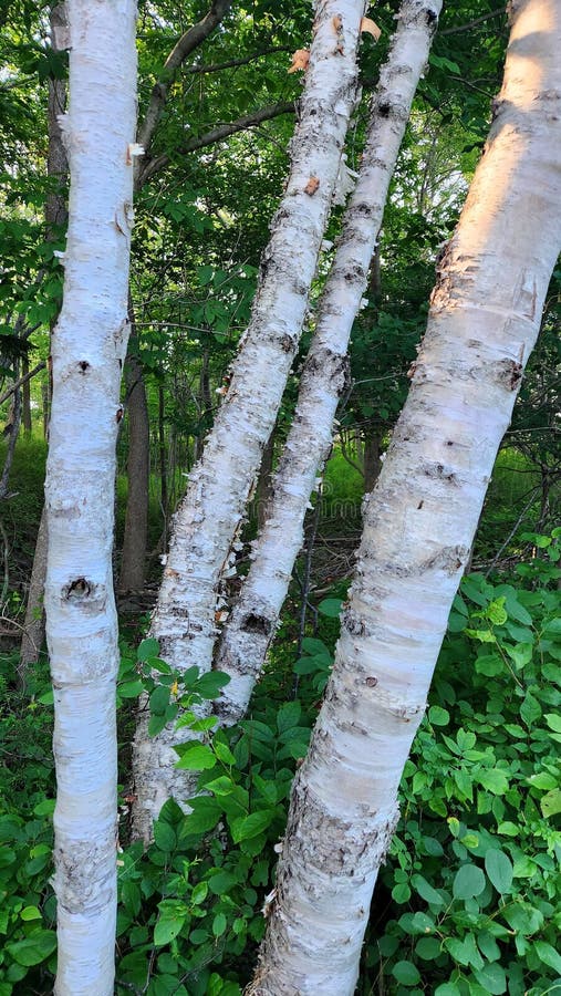 Group of Three White Birch Trees Along a Hiking Trail Stock Photo ...