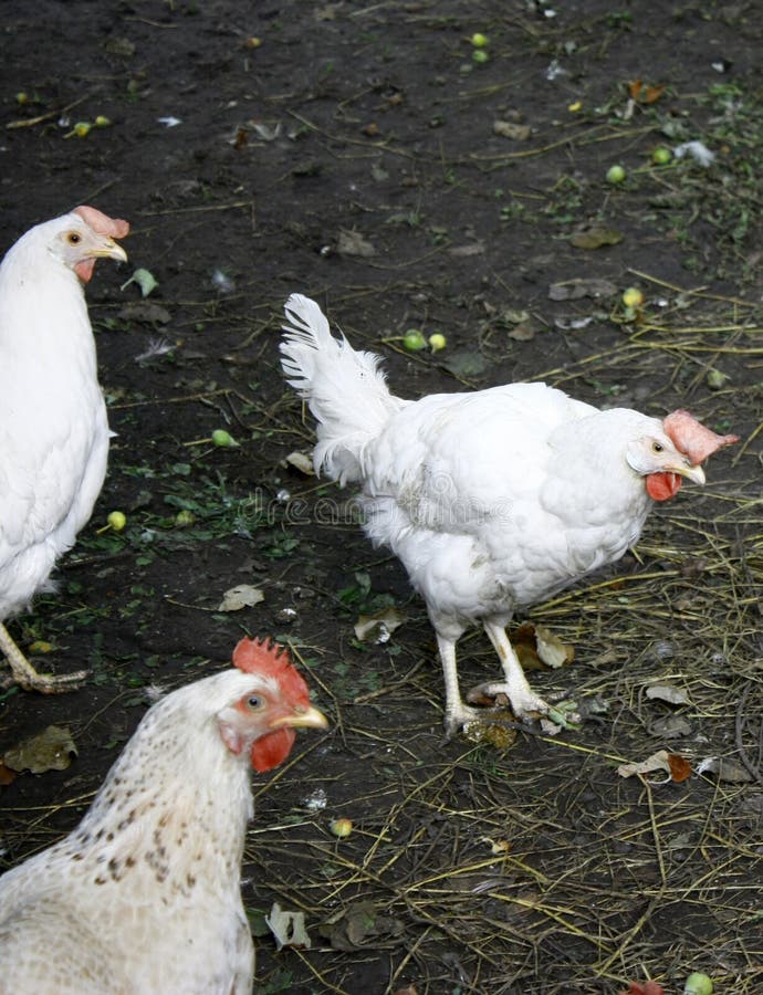 A Group of Three White Chickens Looking at the Camera in the Open Air ...