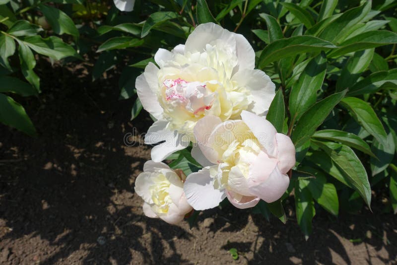 Group of Three White Flowers of Peonies in June Stock Image - Image of ...