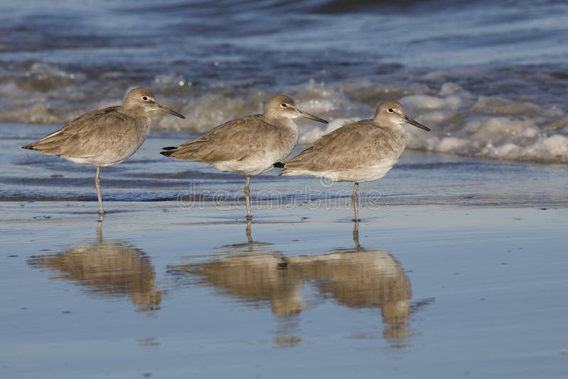 Group of Three Willets Resting on a Beach in Winter Stock Photo - Image ...