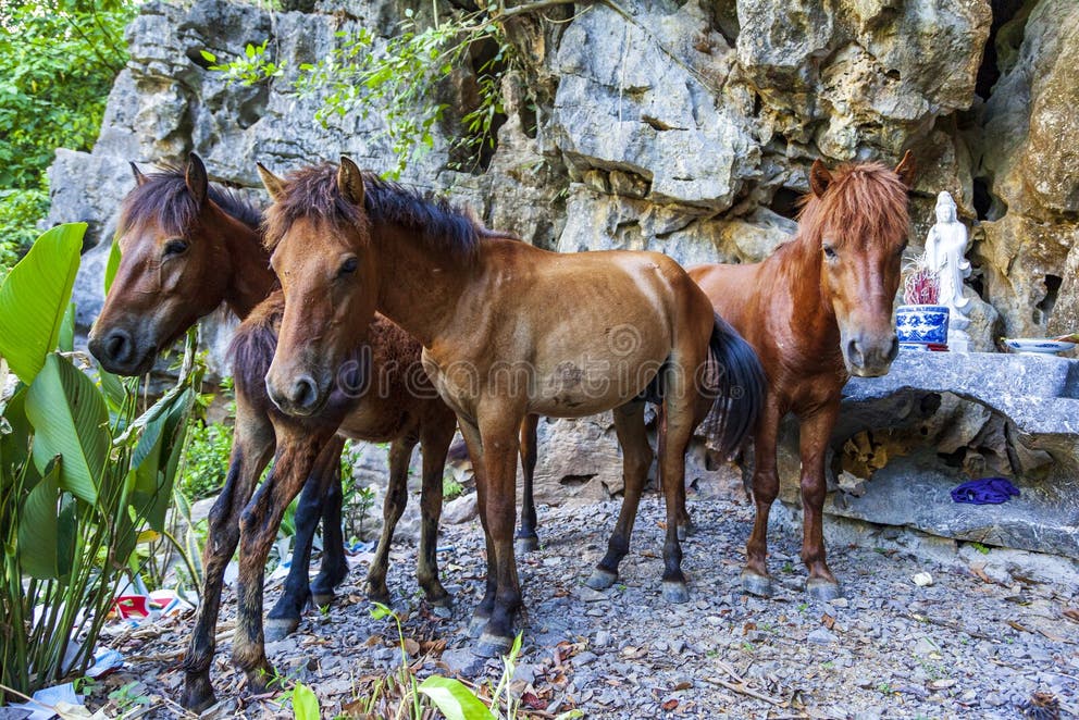 Group of Three Young Horses Near the Rocks Stock Image - Image of mane ...
