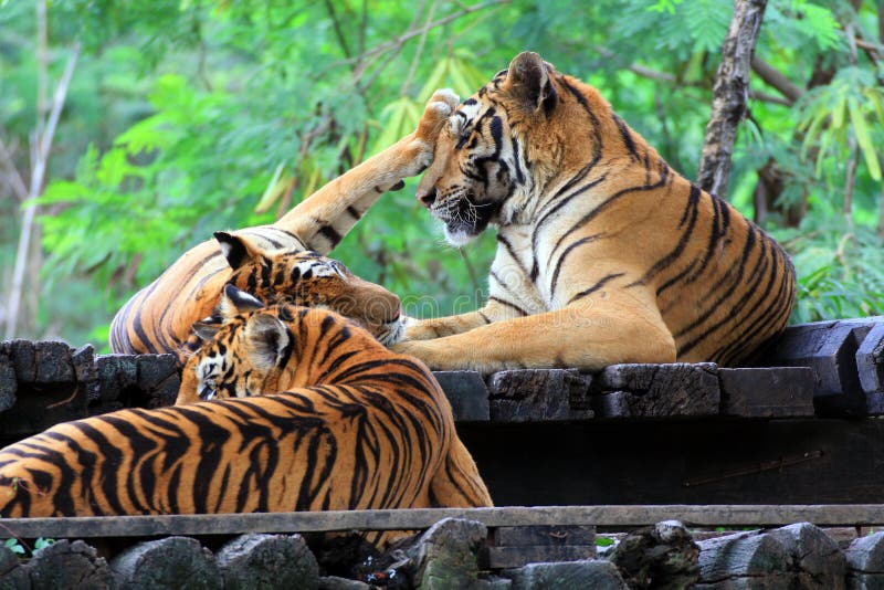 Group Tiger stock image. Image of portrait, orange, wildcat - 26467307