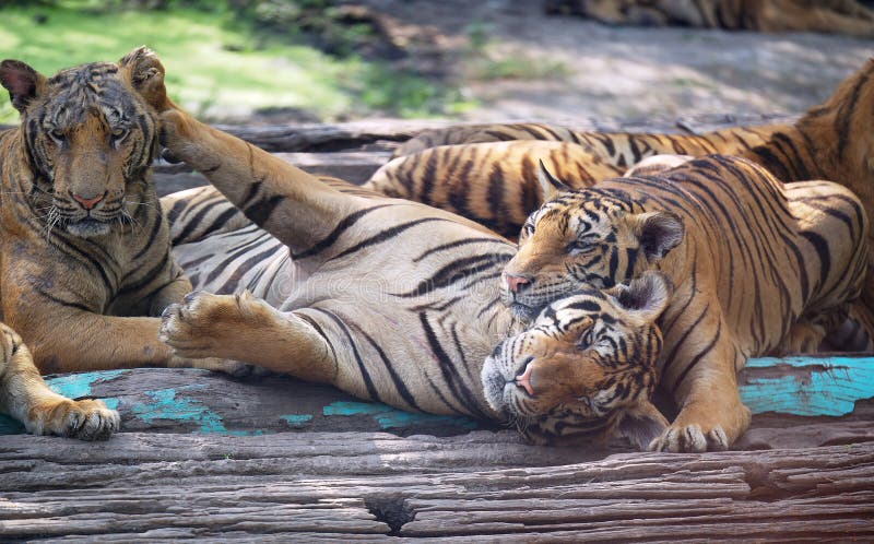 Group of tigers relaxing. stock image. Image of tiger - 81094537