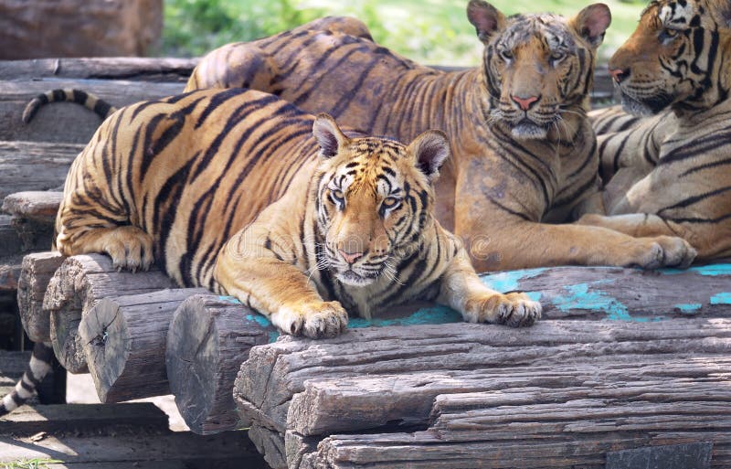 Group of tigers relaxing. stock photo. Image of hunter - 81086894
