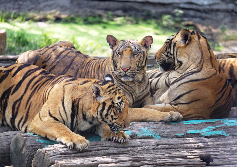 Group of tigers relaxing. stock image. Image of tiger - 81094537