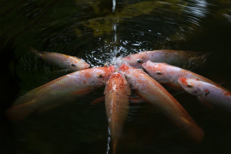 Group Tilapia Fish is Eat Water in the River Stock Photo - Image of ...