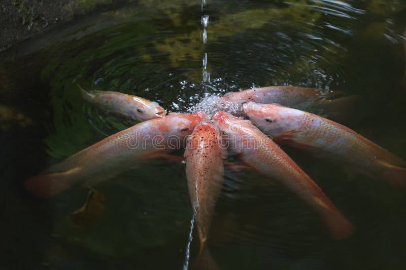 Group Tilapia Fish is Eat Water in the River Stock Image - Image of ...