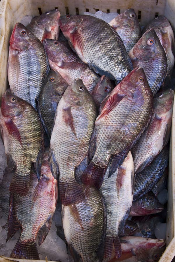 Group of tilapia fish stock image. Image of water, tilapia - 34325047
