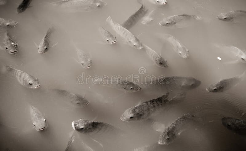 Group Tilapia fish stock photo. Image of commercial, cichlid - 68249382