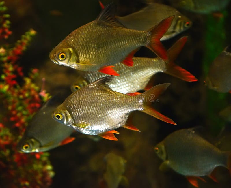 Red-tail Tinfoil Barb in the Dark Stock Photo - Image of leisure ...