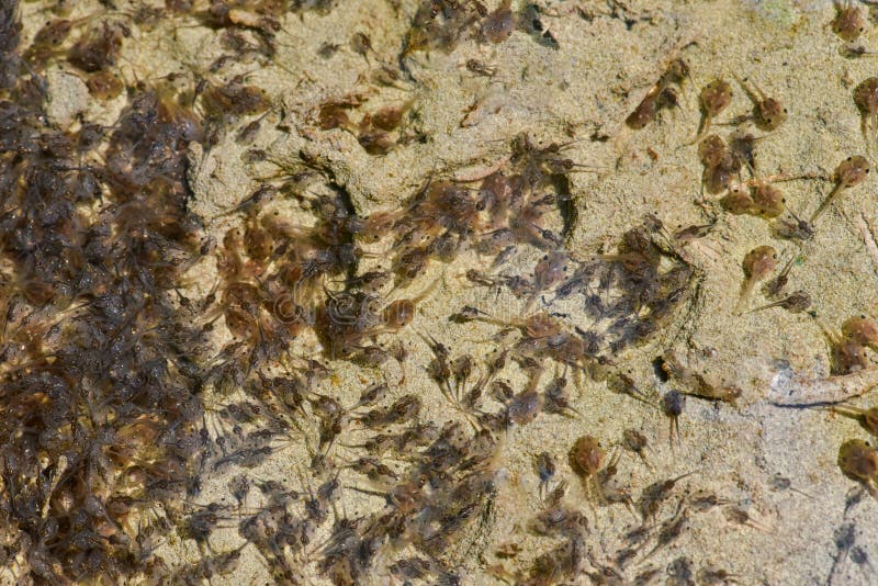 Wiggles Food Stock Photos - Free & Royalty-Free Stock Photos from ...