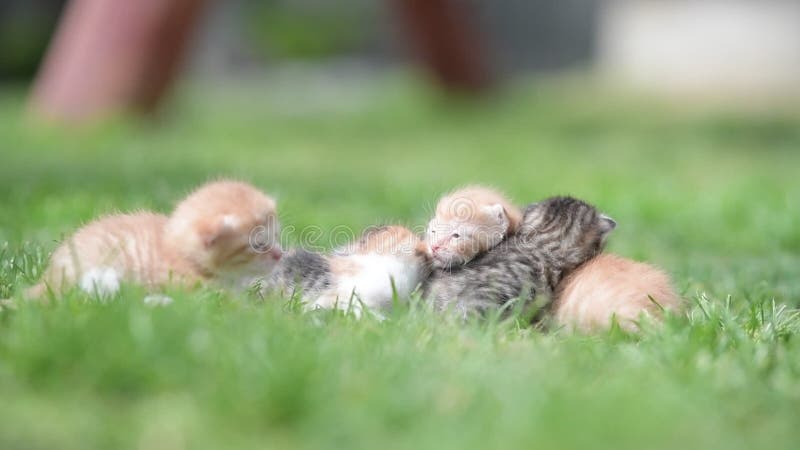 Group of Tiny Kittens Explores the Green Grass, Their Soft Fur Glowing ...