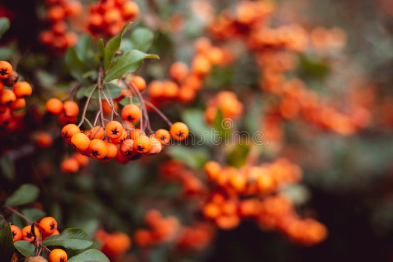 Group of Tiny Orange Pyracantha Berries with Green Leaves Stock Photo ...