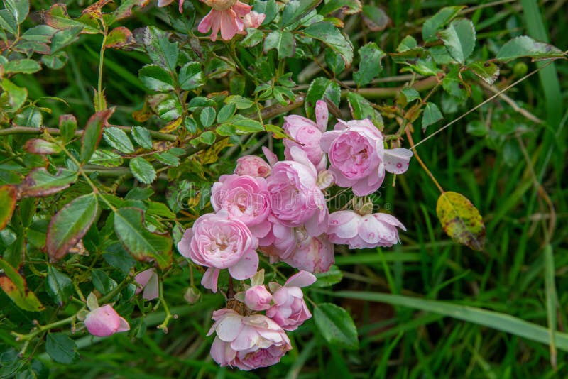 A Group of Tiny Pale Pink Roses Growing in Autumn Stock Image - Image ...