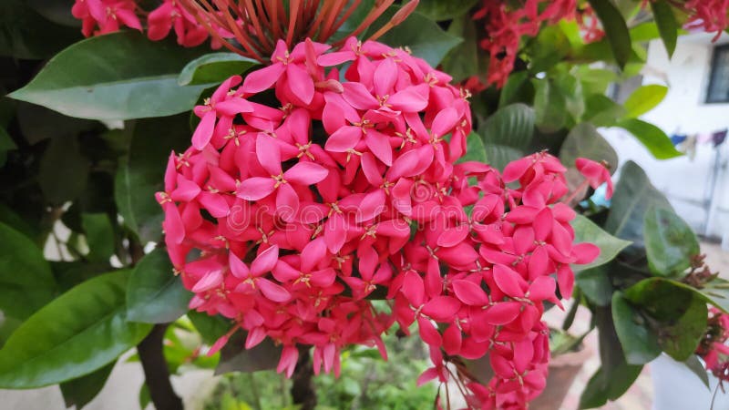 Group of tiny red flowers stock image. Image of group - 164806101