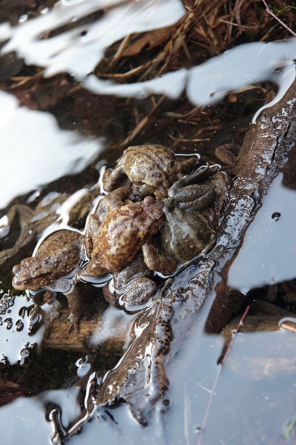 Group of toads stock photo. Image of sitting, creature - 34373116