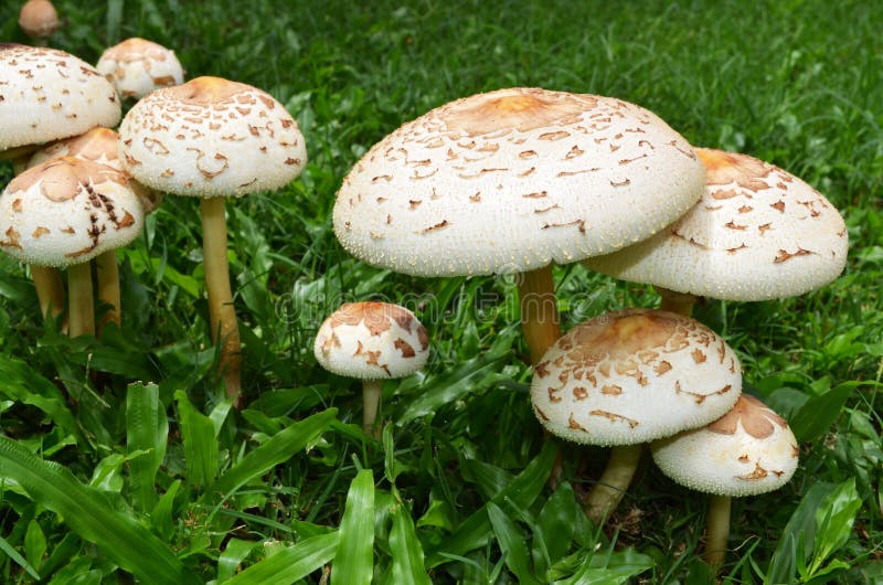 Group of Toadstools in a Grass Field Stock Image - Image of natural ...