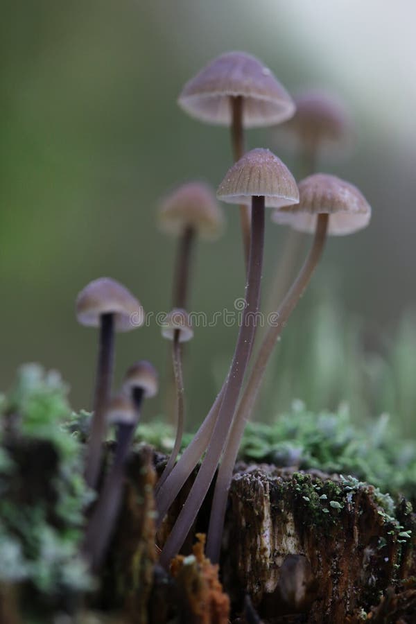 Group of Toadstools on the Old Stump Stock Photo - Image of group ...