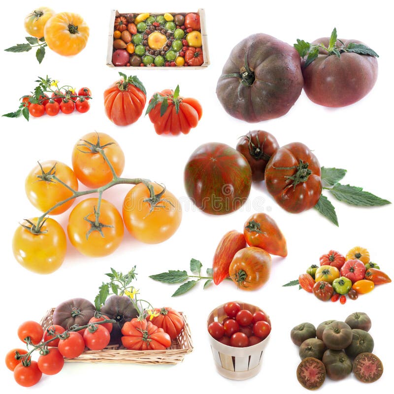 Group of tomatoes stock image. Image of composition, green - 73929427