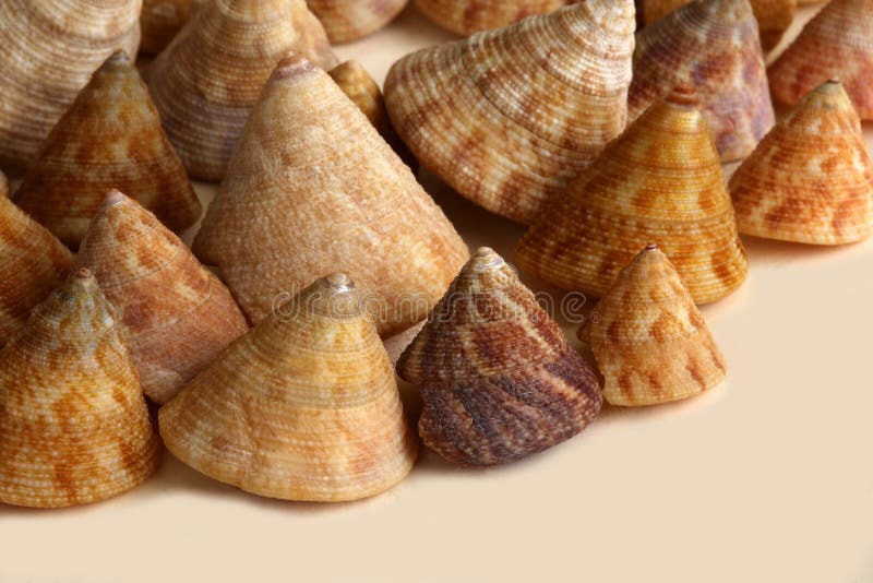 A group of top shells stock image. Image of adeles, beautiful - 75001571