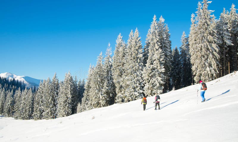 A Group of Tourists with Backpacks Hiking in Winter Mountains an ...