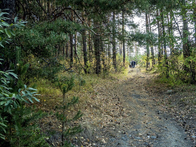 Tourists is Walking Along a Forest Path Stock Image - Image of hiking ...