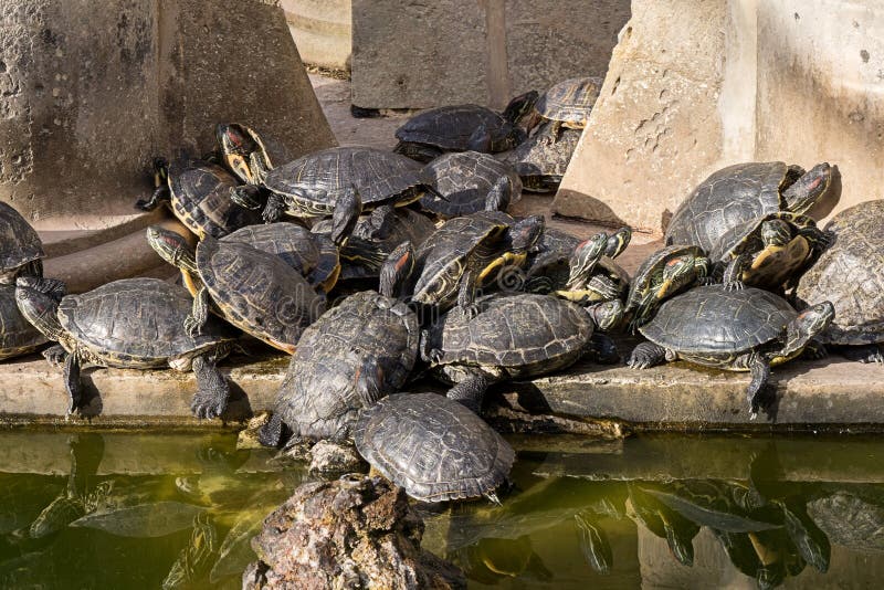 Pile of turtles stock image. Image of amphibian, water - 25448823