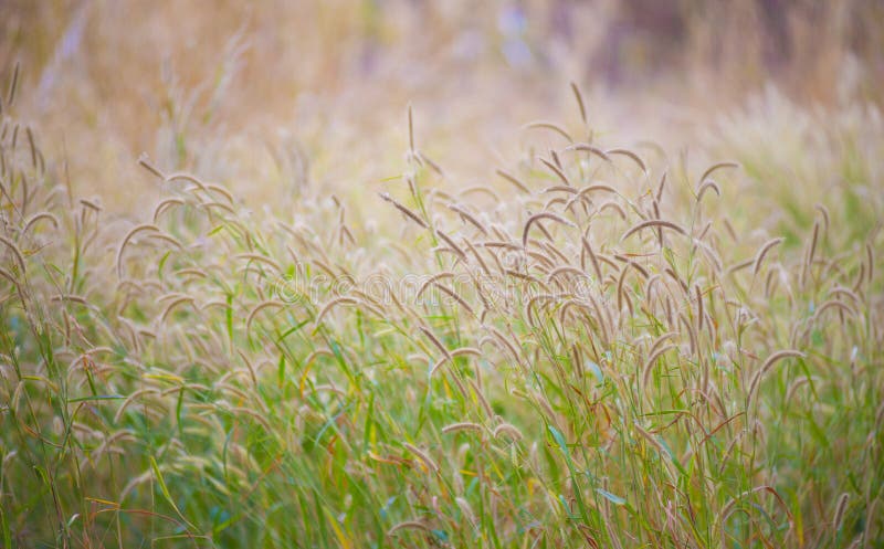 Group of Tree Branches Reeds Grass in the Wind Stock Image - Image of ...