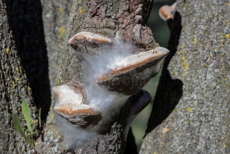Tree fungi and spider web stock image. Image of closeup - 273161271