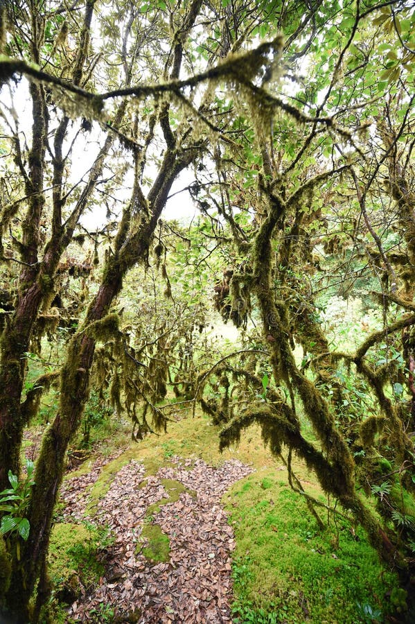 Group of the Tree in a Green Forest Stock Photo - Image of scenery ...