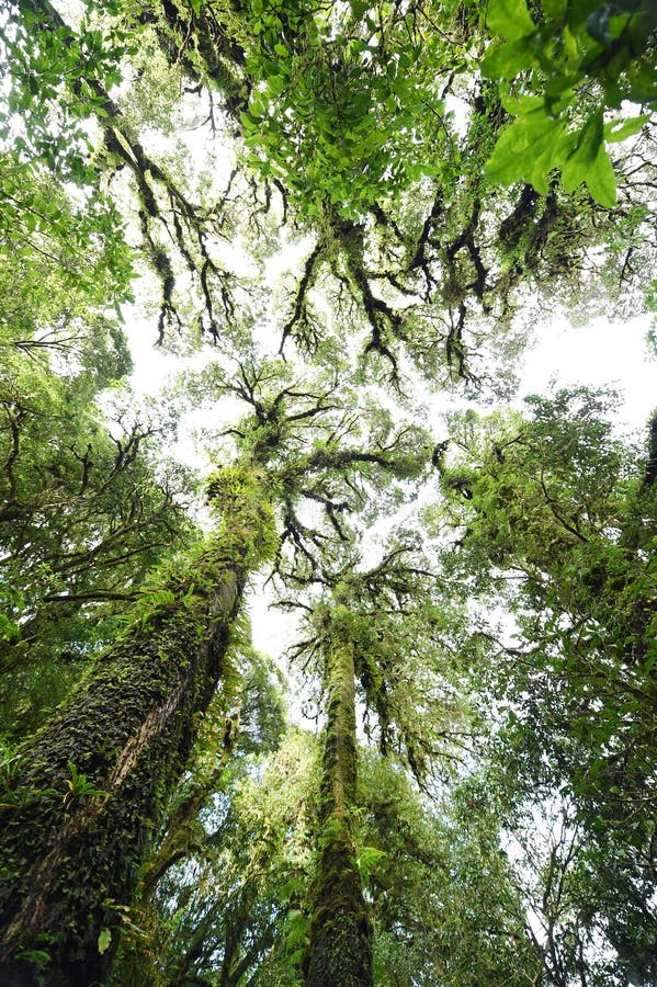 Group of the Tree in a Green Forest Stock Image - Image of giant, calm ...