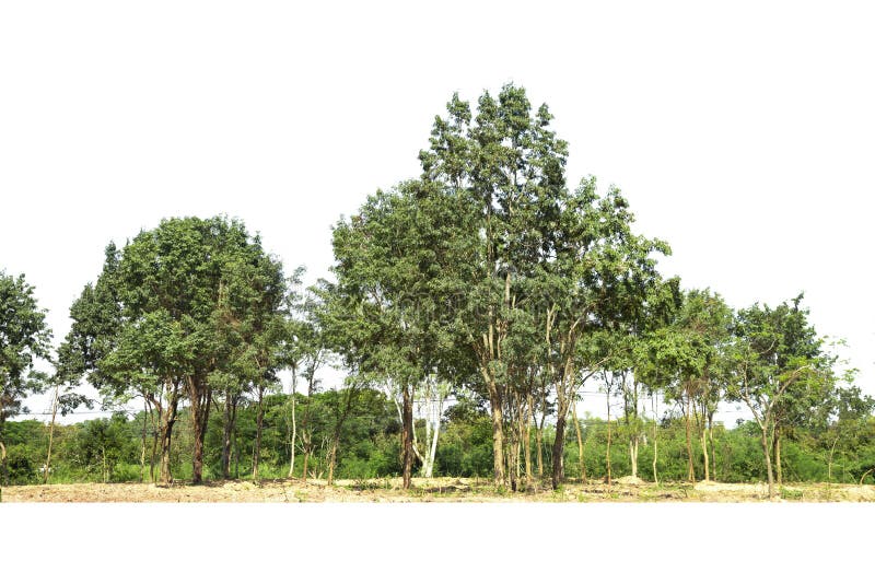 Group of Tree Isolated on White Background Stock Photo - Image of ...